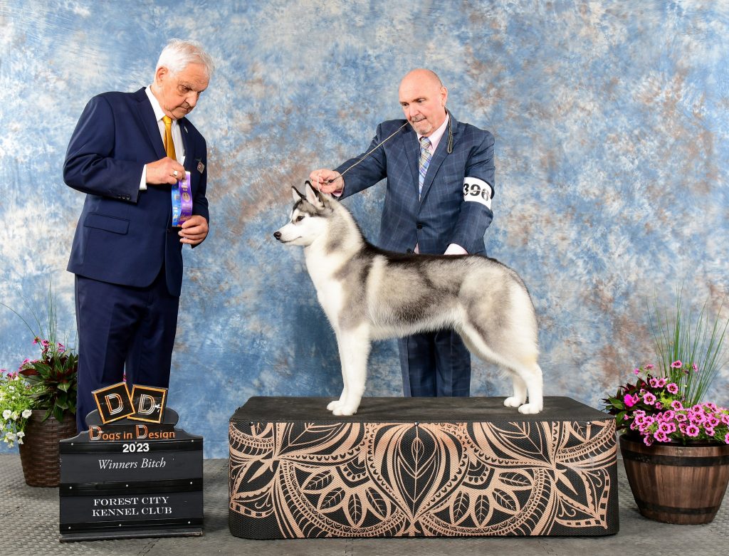 Siberian Husky Puppies Ontario -UnicornHill Siberian Huskies