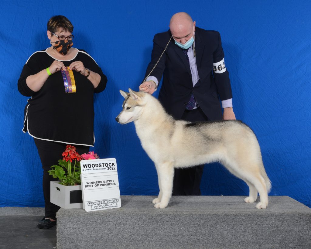 Siberian Husky Puppies Ontario -UnicornHill Siberian Huskies