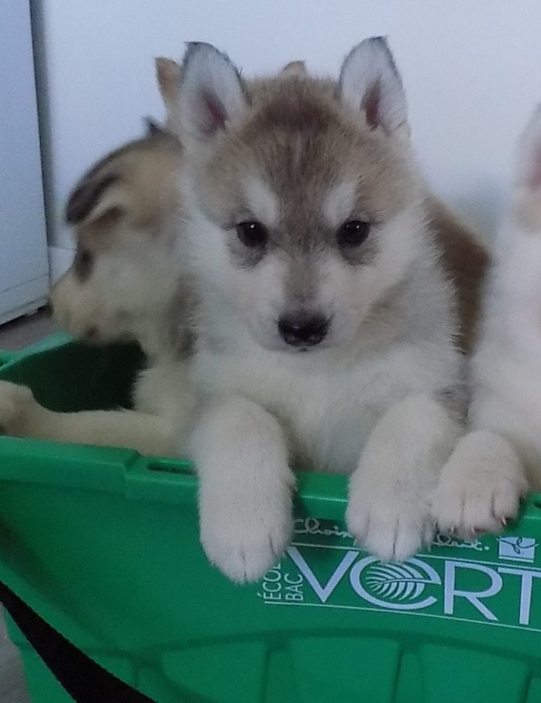 Siberian Husky Puppies Ontario -UnicornHill Siberian Huskies