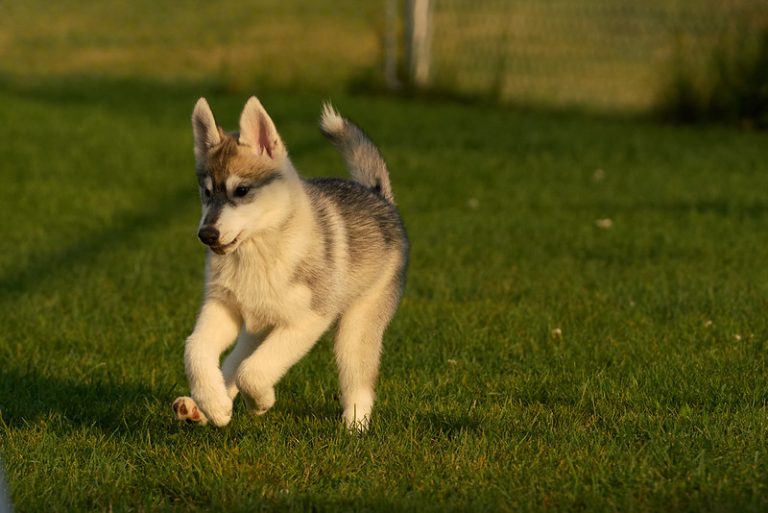 Siberian Husky Puppies Ontario -UnicornHill Siberian Huskies